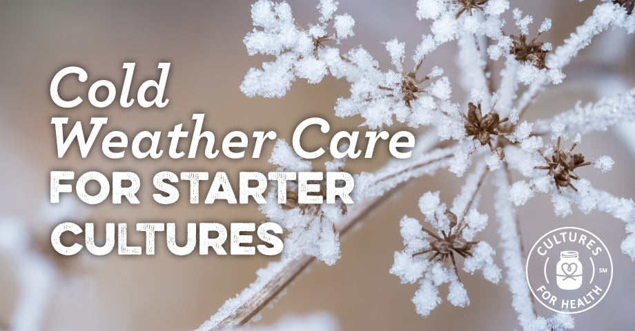 Cold Weather Care For Starter Cultures - Cultures For Health