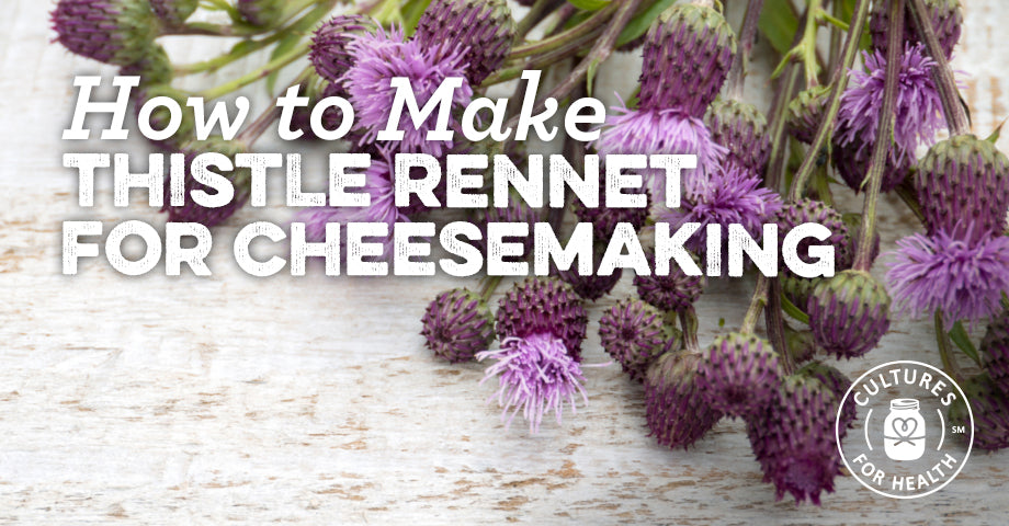 How To Make Thistle Rennet For Cheesemaking - Cultures For Health