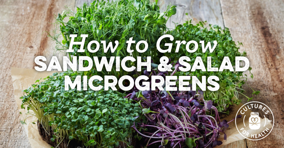 How To Grow Sandwich And Salad Microgreens - Cultures For Health